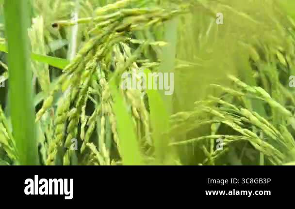 Ripening rice grains on a healthy stalk Stock Video Footage - Alamy