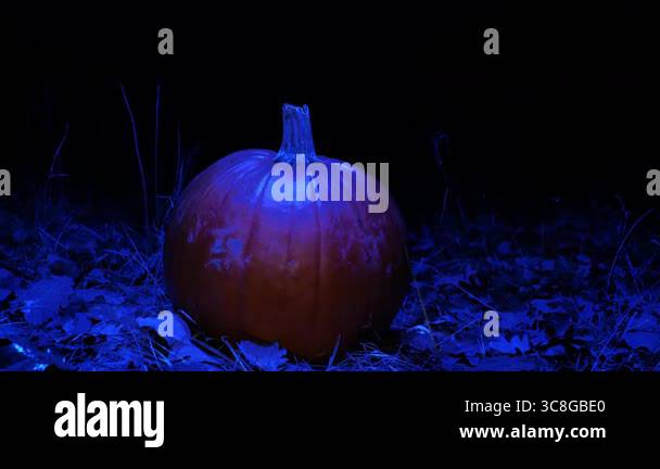 Pumpkin Halloween Background. Halloween creepy pumpkin in blue light in ...