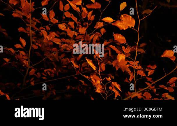 Creepy orange branches in the dark. Halloween nature background.Autumn ...