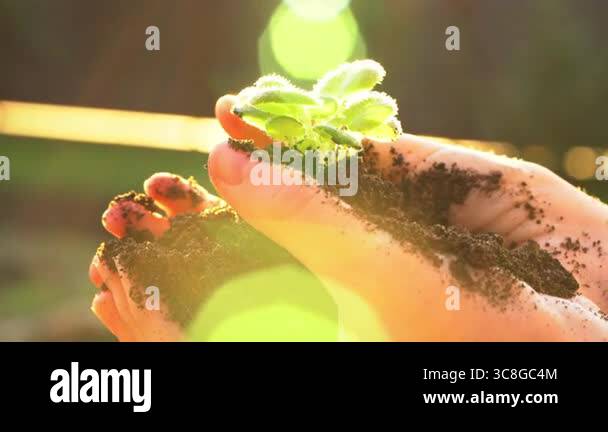 Closeup female hands are holding a small sprout growing in soil at ...