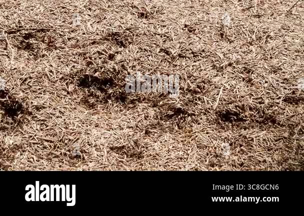 Forest ant workers (Formica Rufa) crawling on giant anthill in 4K VIDEO ...