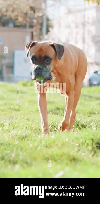 Dog carrying ball Stock Videos & Footage - HD and 4K Video Clips - Alamy
