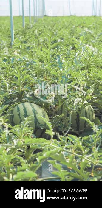 Lush green watermelons developing inside controlled greenhouse ...