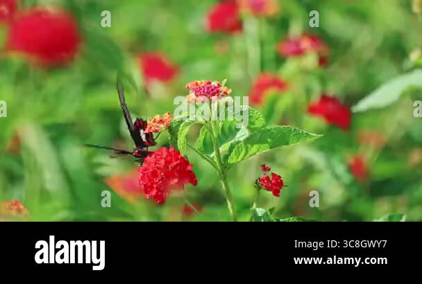 Slow-motion close-up: Beautiful butterfly is flying above flowers and ...