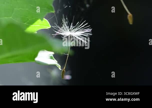 Dancing seed Stock Videos & Footage - HD and 4K Video Clips - Alamy