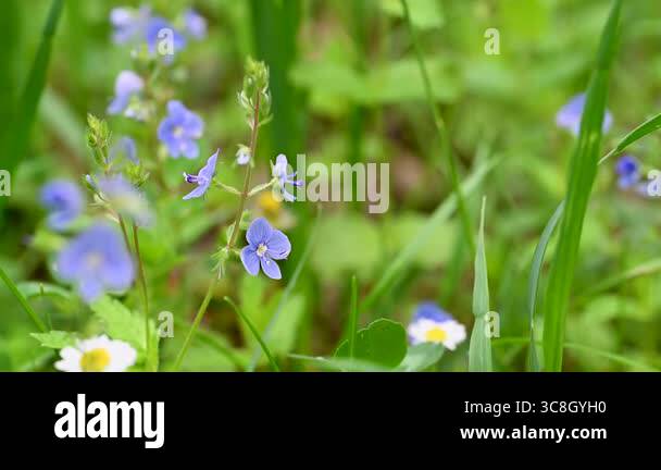 video of delicate blue flowers in a meadow in spring Stock Video ...