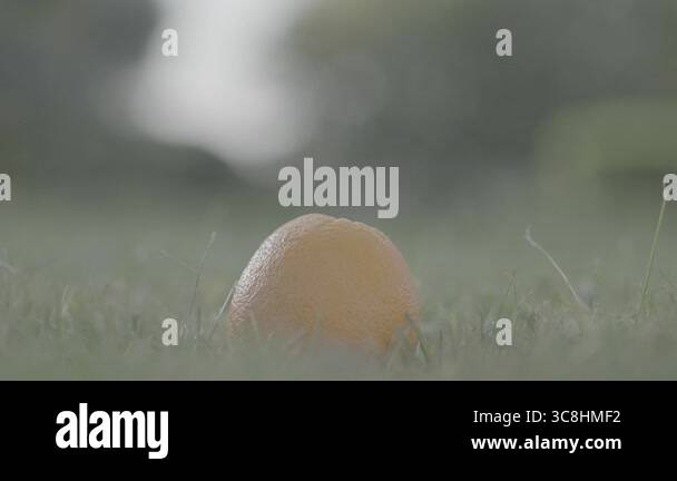 Citrus Fruit Orange In Green Grass Beats Golf Club Slow Motion. 4k ...