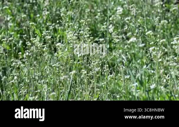 In wild flowering grass Stock Videos & Footage - HD and 4K Video Clips ...