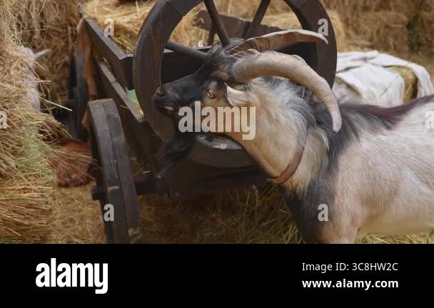 A goat standing near a wooden cart filled with hay on a rustic farm ...