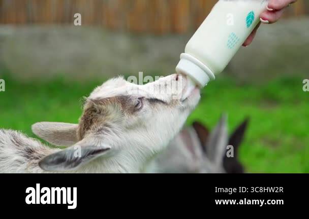 Animal human baby Stock Videos & Footage - HD and 4K Video Clips - Alamy