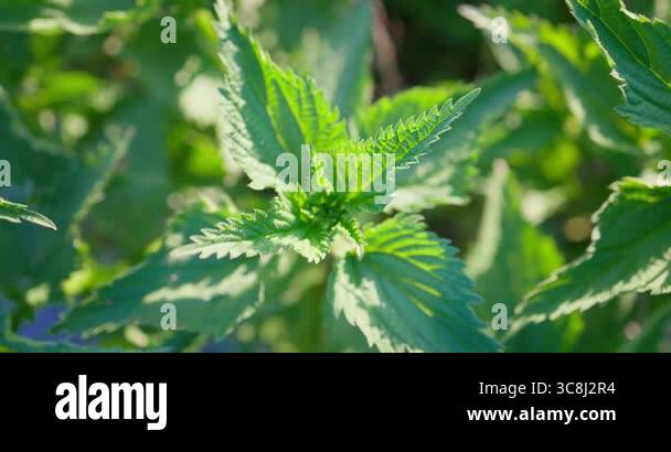 Nettle green leaves plants Stock Videos & Footage - HD and 4K Video ...