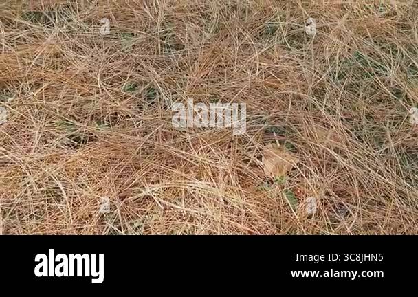 A close-up video clip of golden dry pine tree leaves scattered on the ...