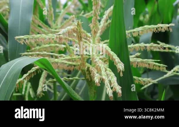 Close up of flower of maize. Plants begin to flower 20-30 days from ...