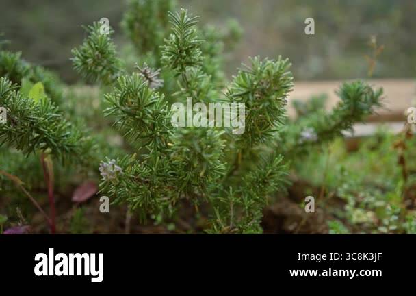 Green shrub with dense needle-like leaves in an outdoor setting in ...