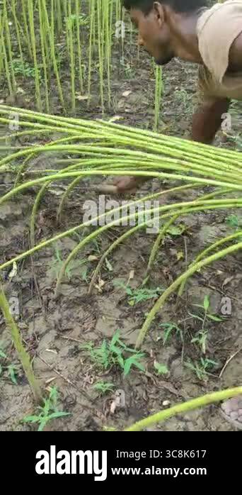 Green jute Plantation field. Raw Jute plant Landscape view Stock Video ...