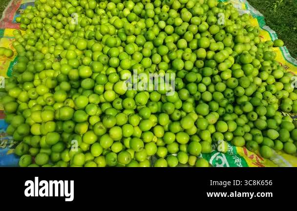 These types of Jujube fruit are much larger in size than other Jujube ...