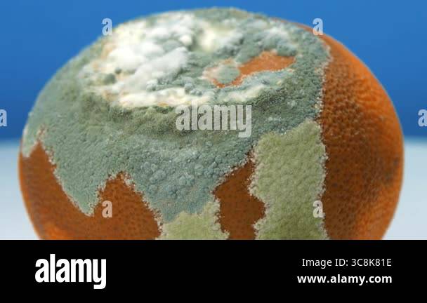 Rotten tangerine was covered with mold rotates on blue background ...