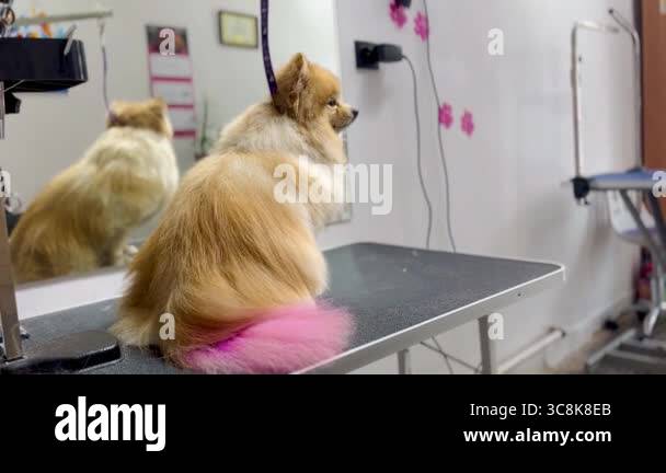 dog poro pomeranian with pink tail sits on black table. grooming salon ...