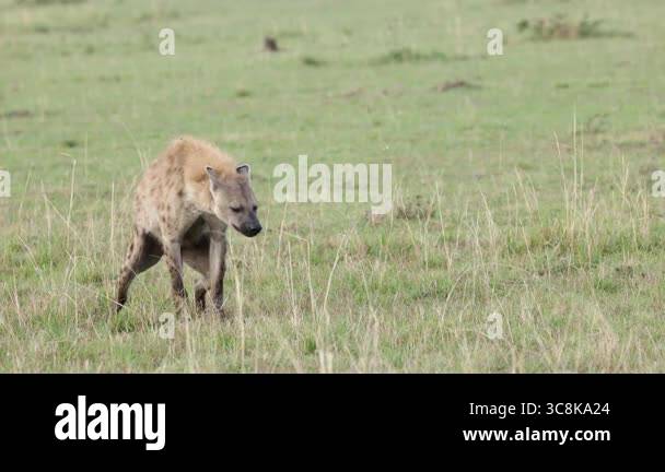 Spotted Hyenas Scent-Marking on Plains Stock Video Footage - Alamy