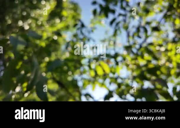 abstract green background. blue blurred background. blurred video with ...