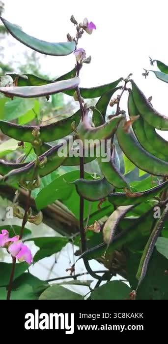 Hyacinth bean Lablab purpureus (L.) Spinach and sometimes white beans ...