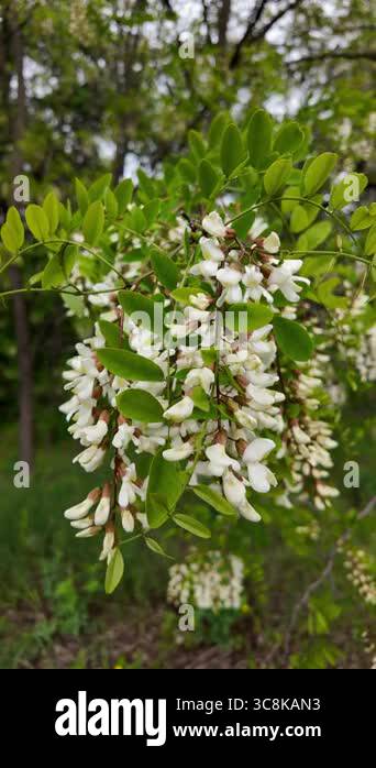 Acacia tree blooms in spring. Acacia flowers on branches. Slow motion ...