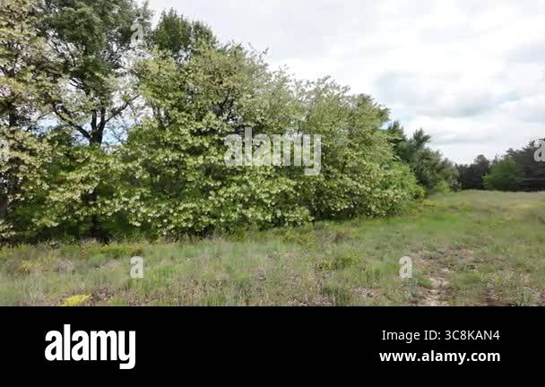 Acacia tree blooms in spring. Acacia flowers on branches. Slow motion ...