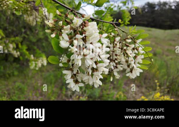 Acacia tree blooms in spring. Acacia flowers on branches. Slow motion ...