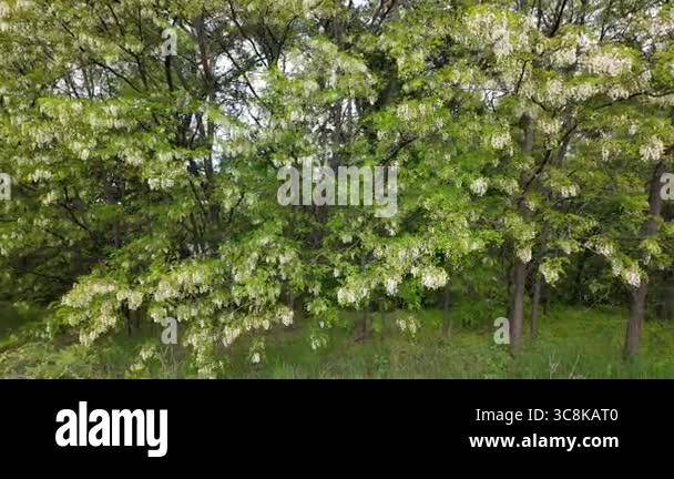 Acacia tree blooms in spring. Acacia flowers on branches. Slow motion ...