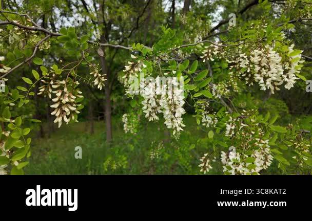 Acacia tree blooms in spring. Acacia flowers on branches. Slow motion ...