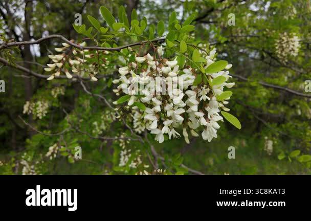 Acacia tree blooms in spring. Acacia flowers on branches. Slow motion ...