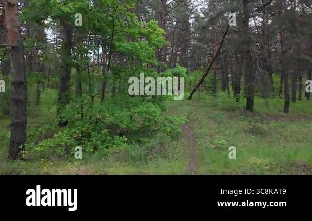 timelapse walk in the forest. timewarp forest. speed video path in the ...