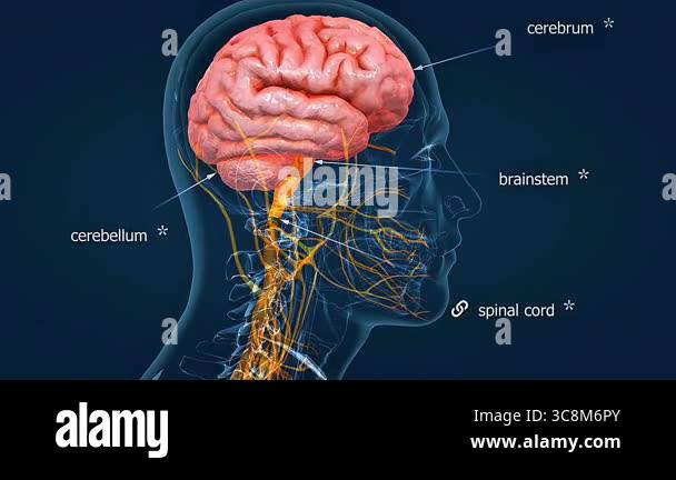 3D animation of human brain anatomy showing major structures, lobes ...