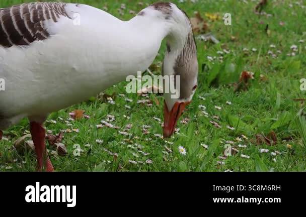 Goose eating grass in a field of daisies Stock Video Footage - Alamy