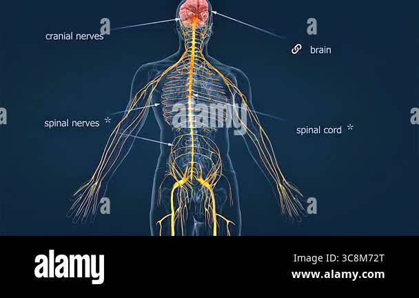 3D animation showing human nervous system anatomy with brain, spinal ...
