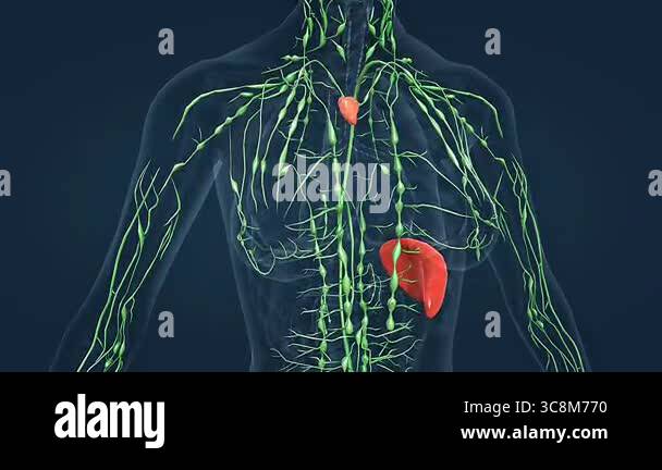 Lymphatic anatomy Stock Videos & Footage - HD and 4K Video Clips - Alamy