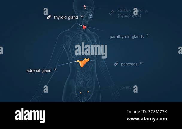 3d Animation Of The Human Female Hormonal System Depicting Endocrine