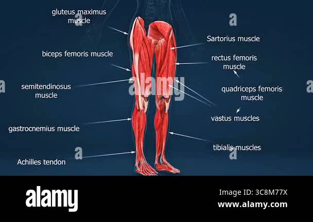 3D animation of human lower limb muscles anatomy, highlighting thigh ...