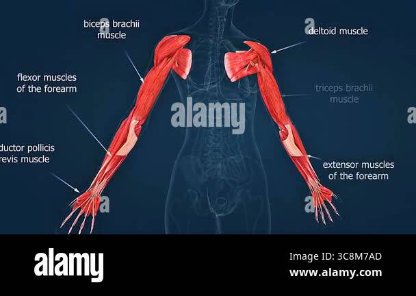 3D animation of human arm muscles anatomy, showcasing biceps, triceps ...
