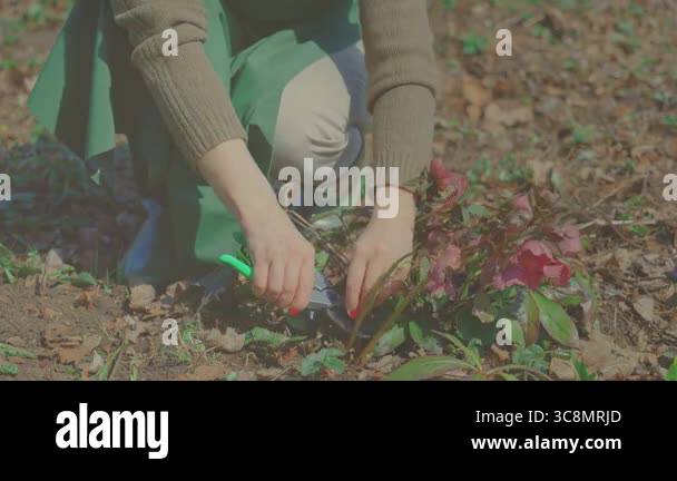 Landscaping worker with an unrecognizable face is weed out flowers from ...
