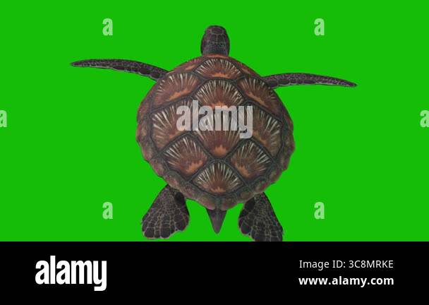 Turtle Swimming Back 3D Rendering Animation On Green Screen Background ...