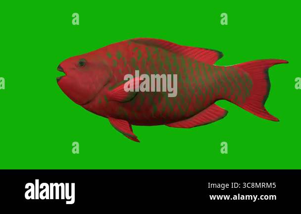 A Beautiful 3D Grouper Fish Swimming From left, 3D Rendering Animation ...
