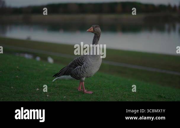 Grey goose waterfowl Stock Videos & Footage - HD and 4K Video Clips - Alamy