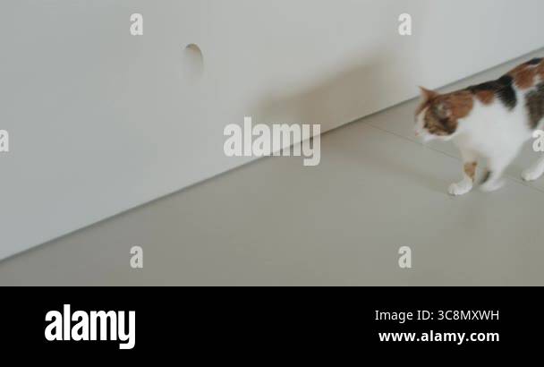 A curious calico cat walks along a white wall, investigating a cat ...
