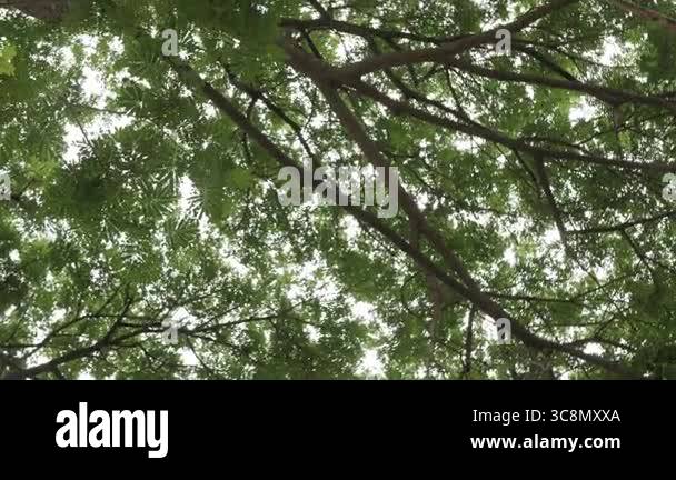 out of focusing blurred view look up to the fresh greenery tree forest ...