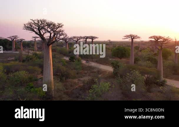 Sunset view of Baobab trees. Morondava, Madagascar Stock Video Footage ...