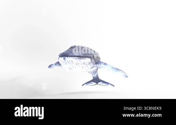 blue whale on white background Stock Video Footage - Alamy