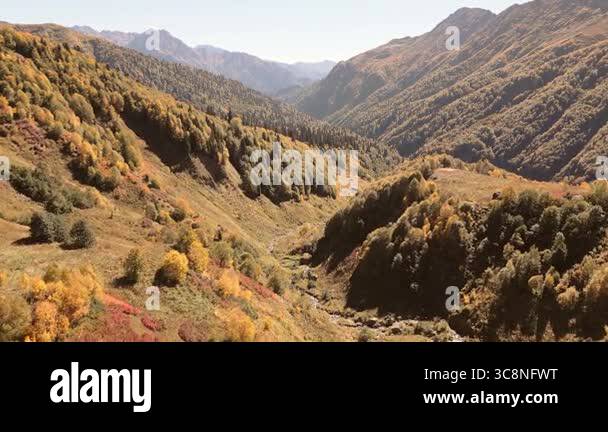 Aerial fly over autumn forest with light wind background in GEORGIA ...