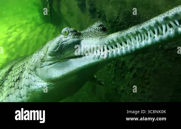 Gharial Crocodile Close Up Underwater Portrait Showing Long Narrow ...