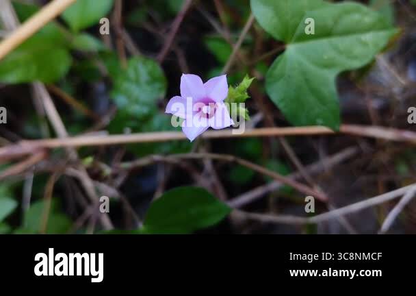 Ipomoea triloba or littlebell or Aiea morning glory plant flower. This ...
